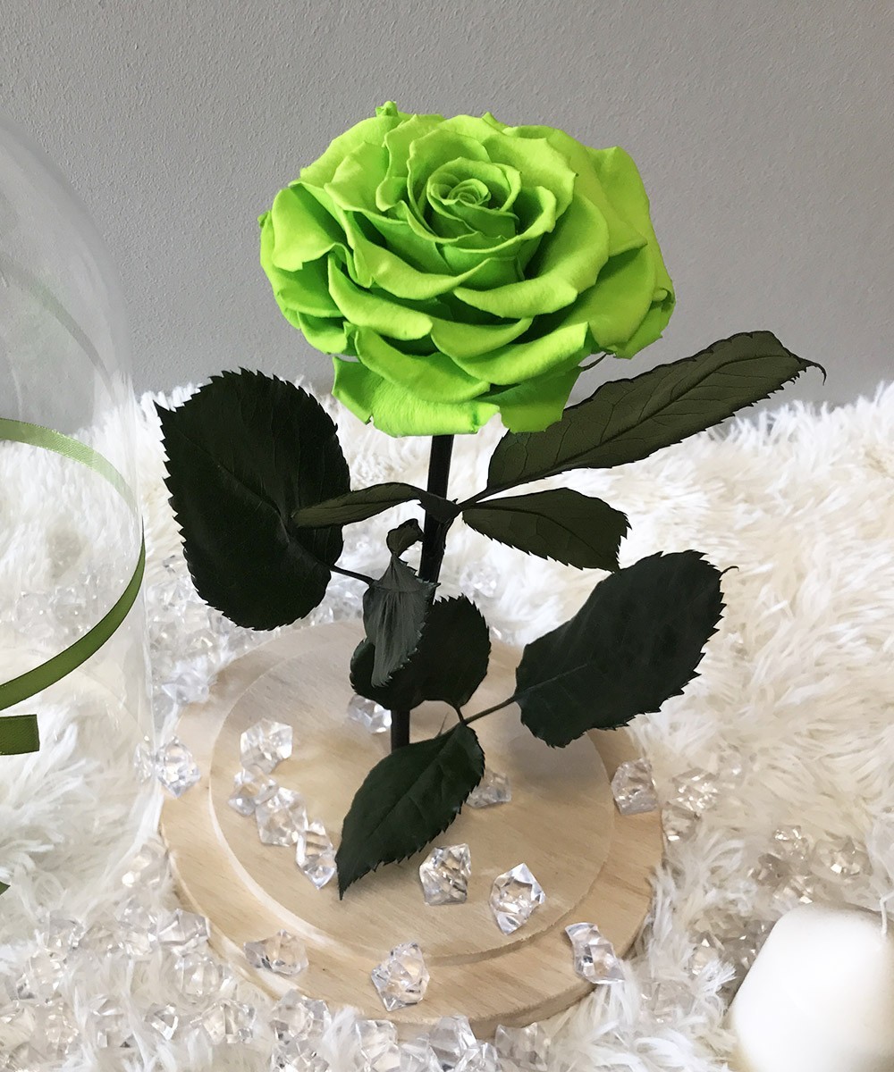 Trandafir Criogenat Verde Lime Cupola Sticla